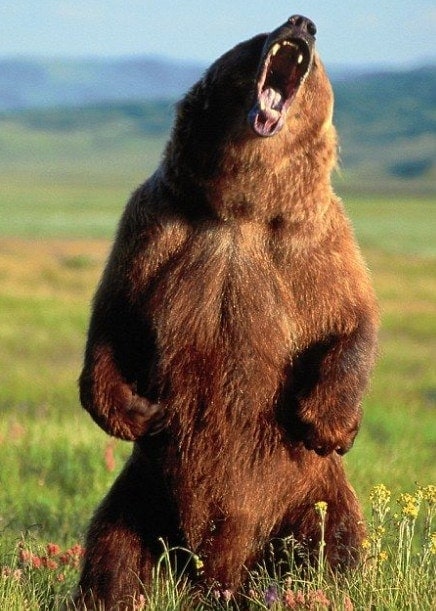 Bears on the Prowl - Hit & Run Candlesticks